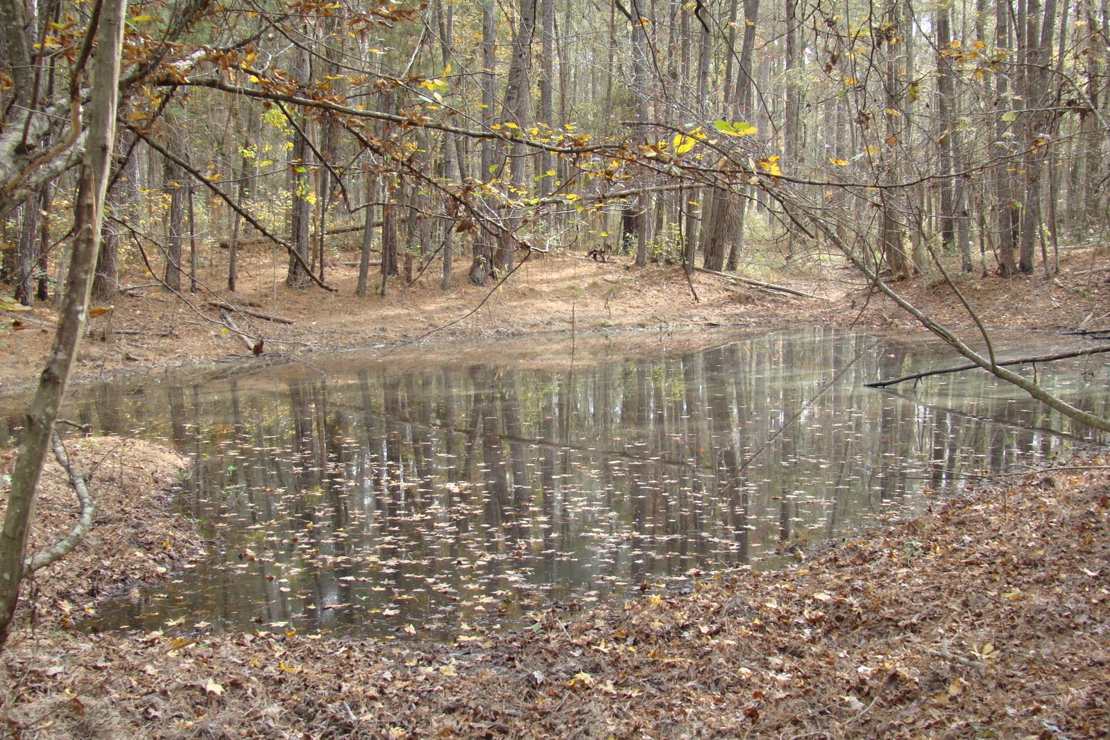 NationalForestHunter: Hunting the Sam Houston National Forest - 1998 ...