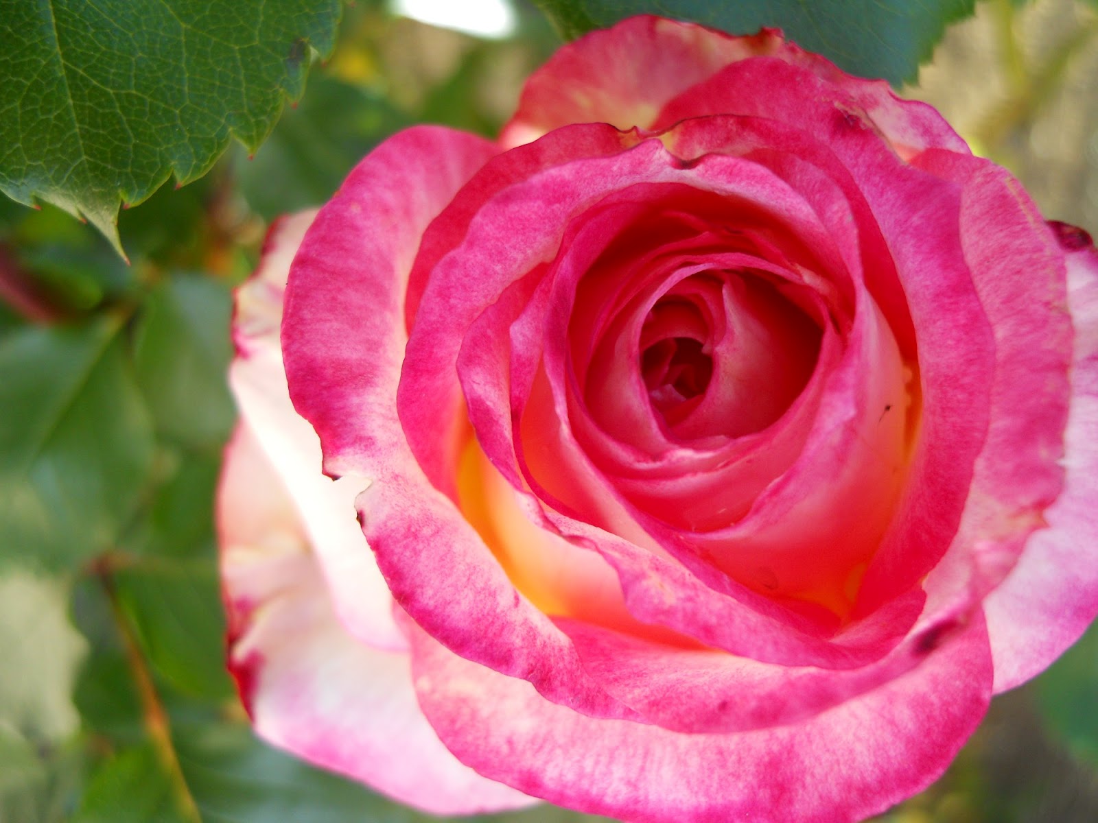 MIL FLORES DE COLORES: ROSA BICOLOR