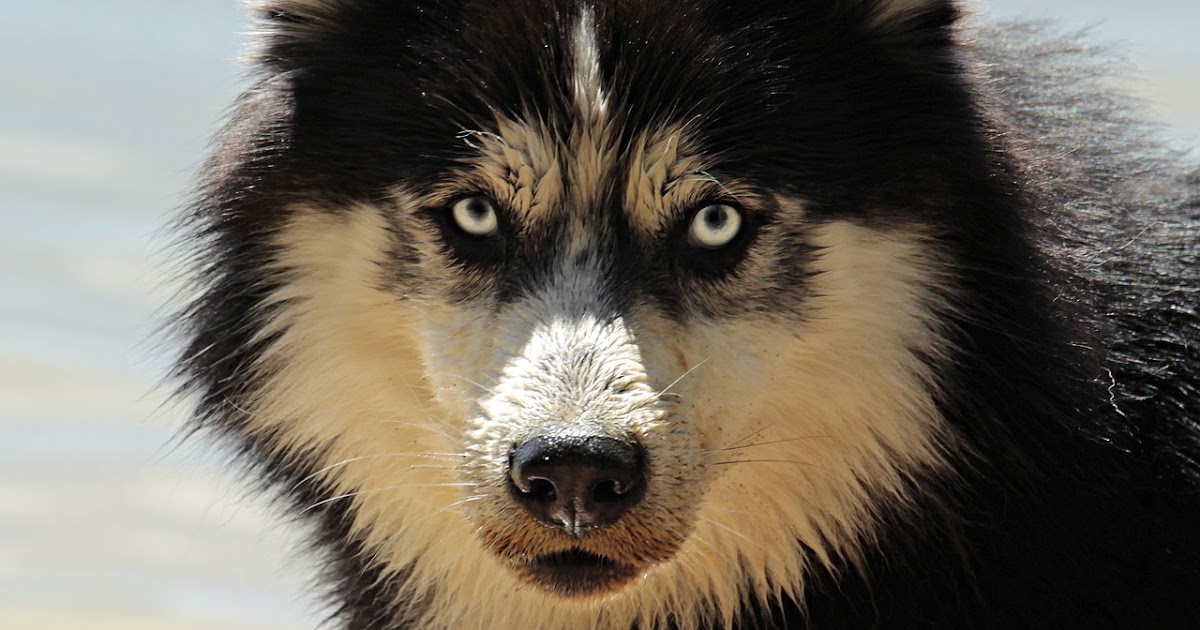 Top 20 Interesting Facts About Dogs In Hindi top-20-interesting-facts-about-dogs-in-hindi