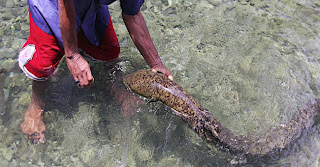 Belut Raksasa “Morea” di Ambon | CYBER UNIK UNIK