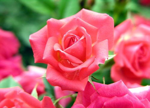 En Güzel Gül-Çiçek Resimleri - SozBul.Net