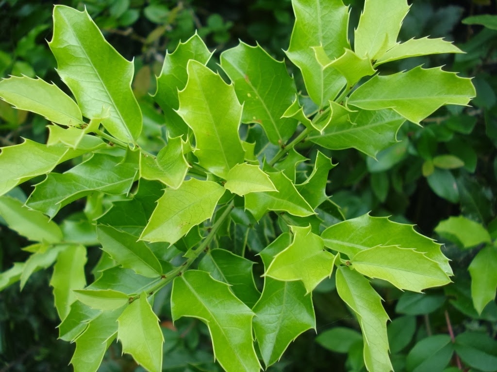 Espinheira-santa - Maytenus ilicifolia. | Natureza Bela