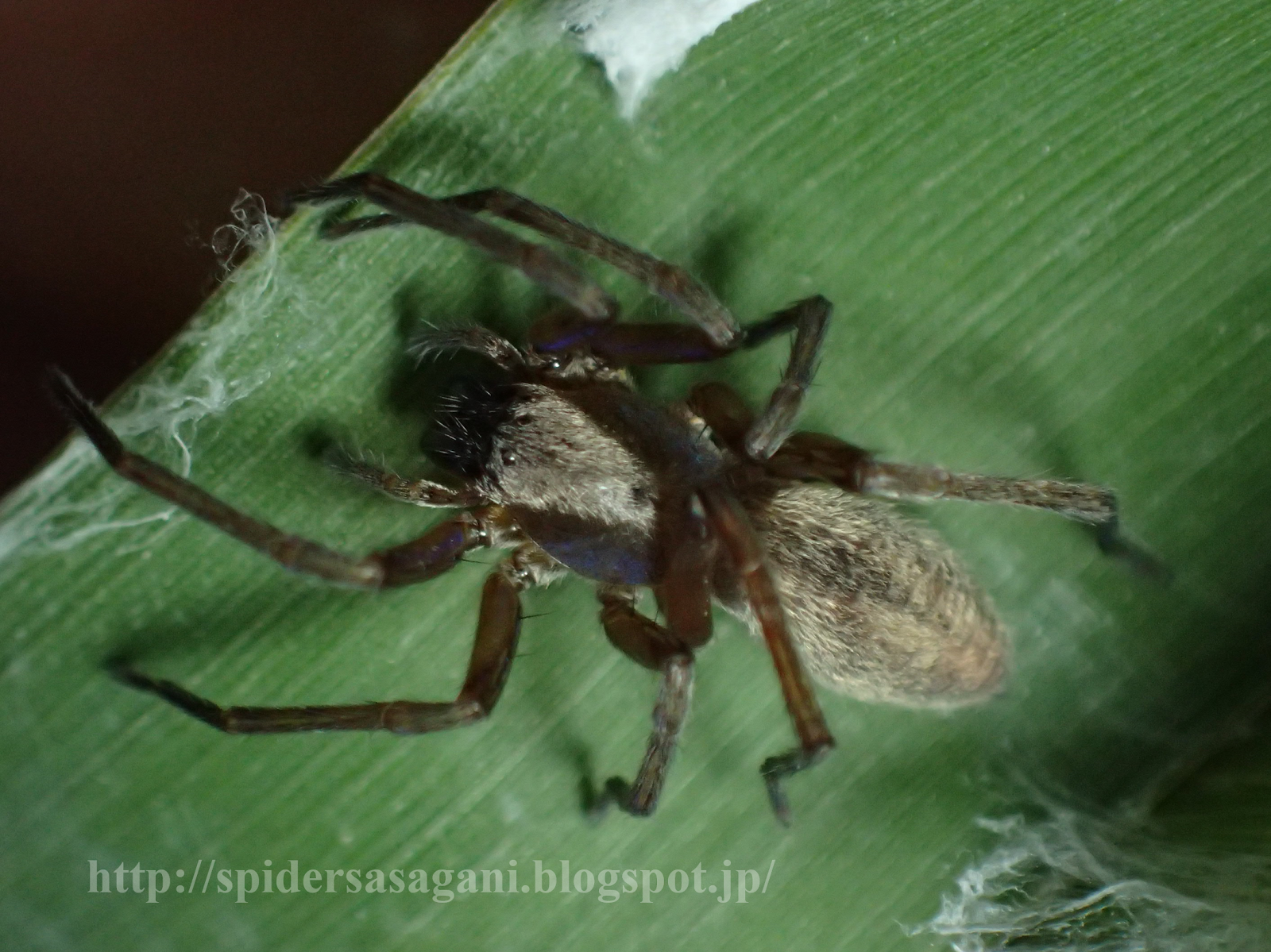 細蟹屋: Clubionidae フクログモ科