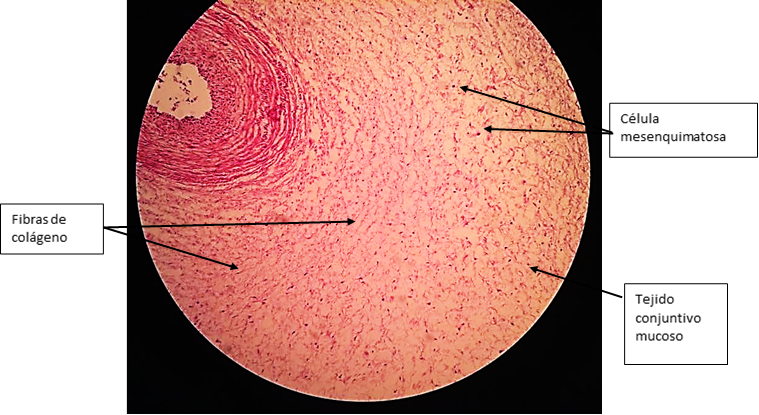 Medicoblasto: Mi travesía como estudiante de medicina: HISTOLOGÍA ...