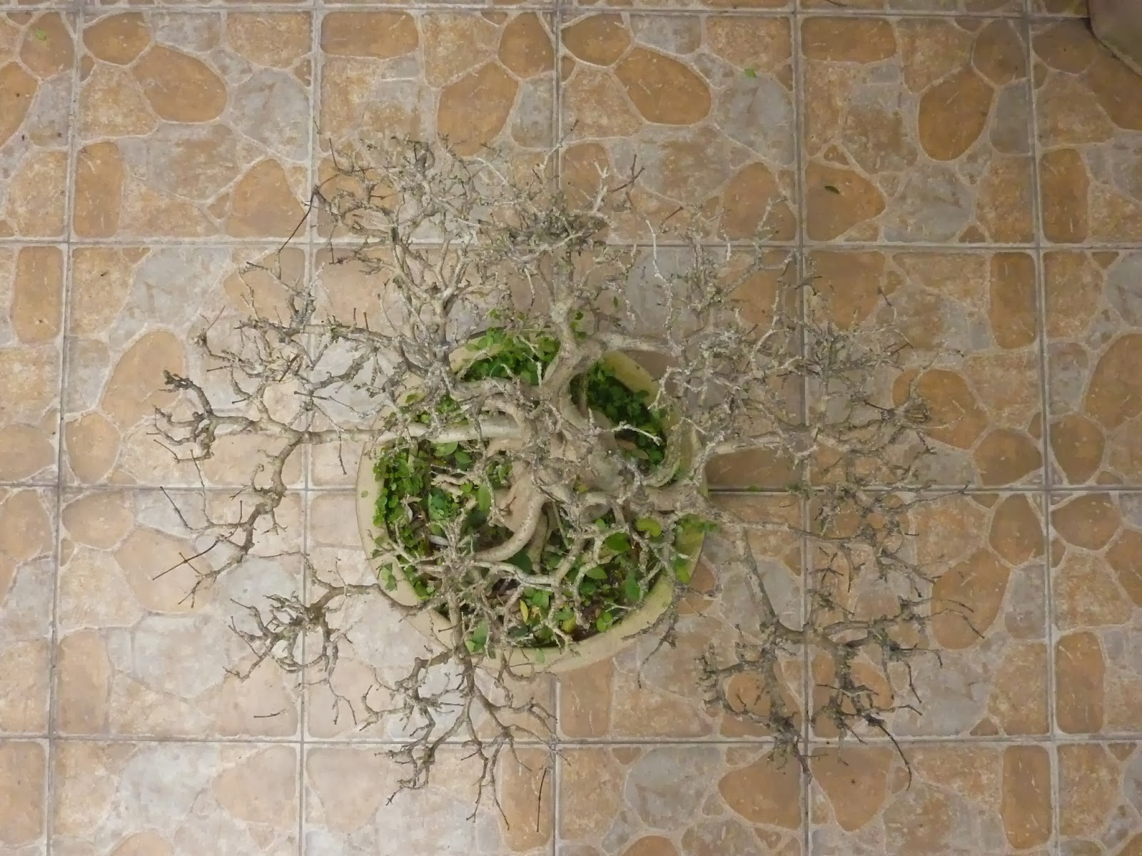 JOURNEYING: Deleafing a bonsai tree