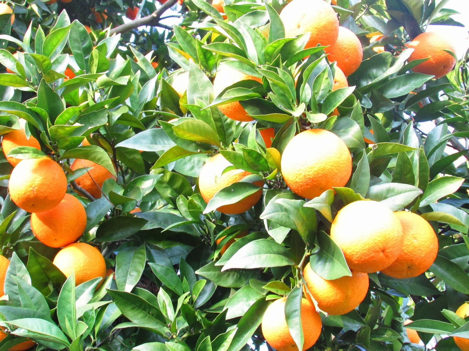 Como vai o meu pomar...