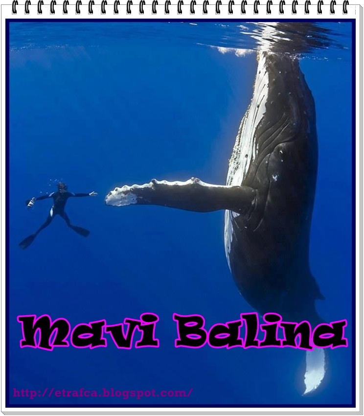 Ehil Kalem Mavi Balina