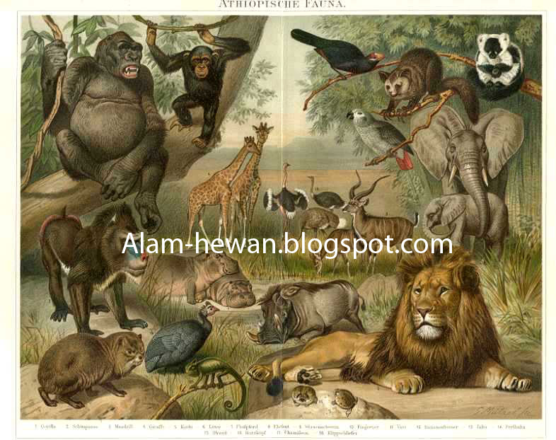 8 Perbedaan Kera & Monyet yg Belum Kamu Tahu - Sumber Perbedaan Antara ...