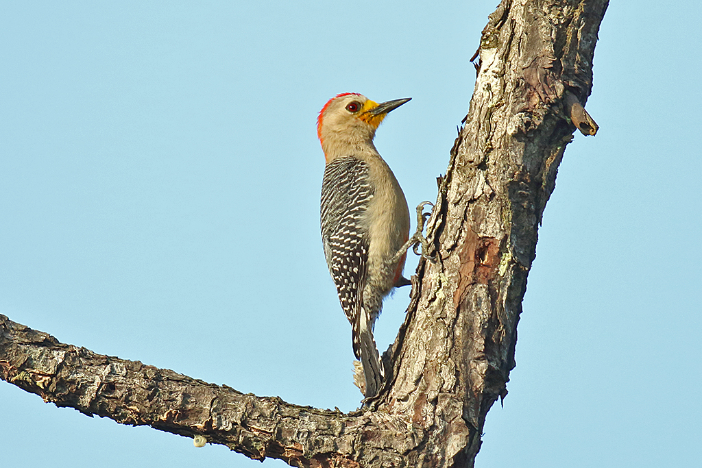 Woodpeckers of the World: Picid in Focus: Yucatan Woodpecker