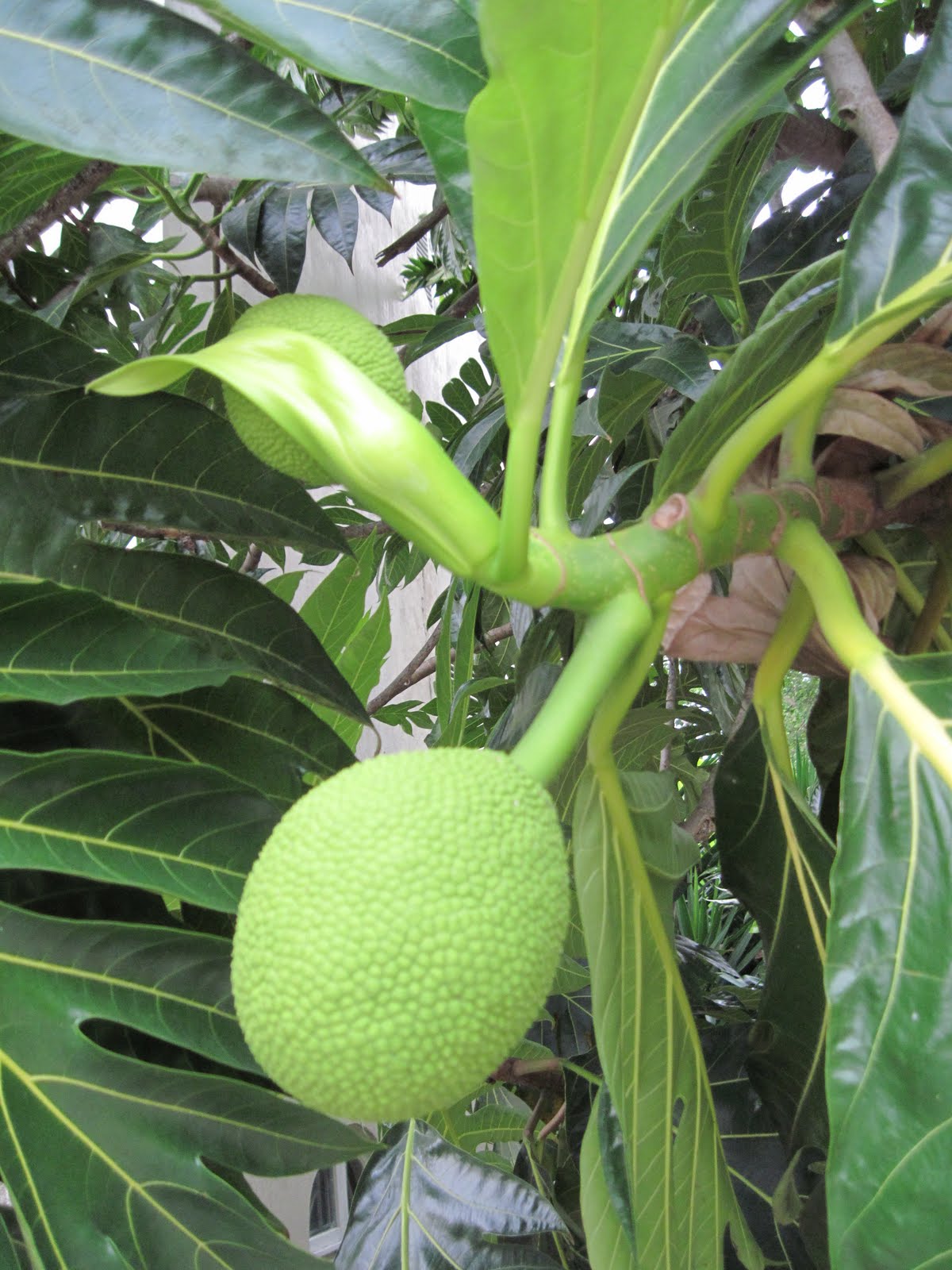 Smith's Jamaican Mission: Breadfruit Tree