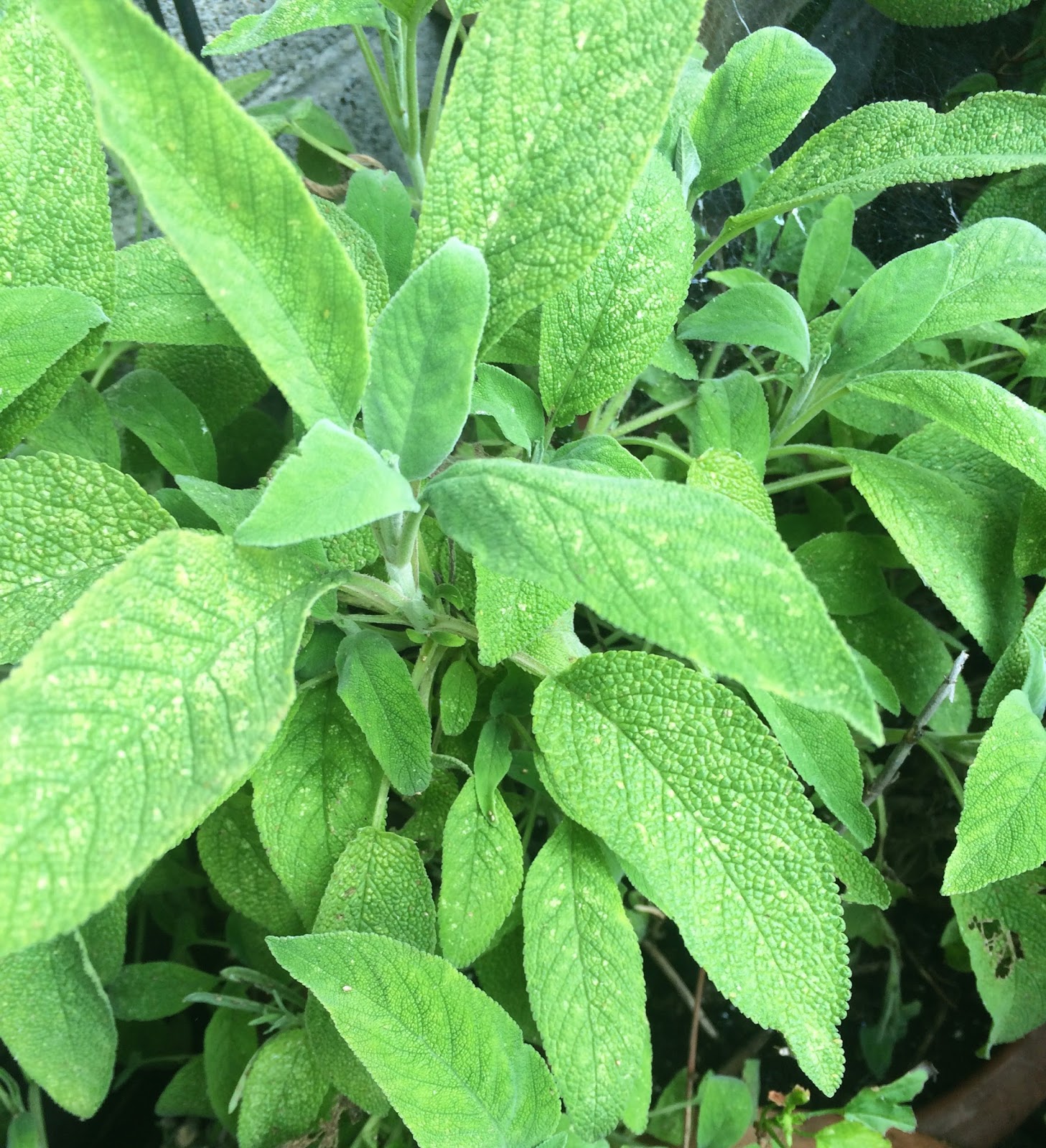 My Pick of 5 Super Easy Herbs to Grow - Purity Belle Environmental Blog