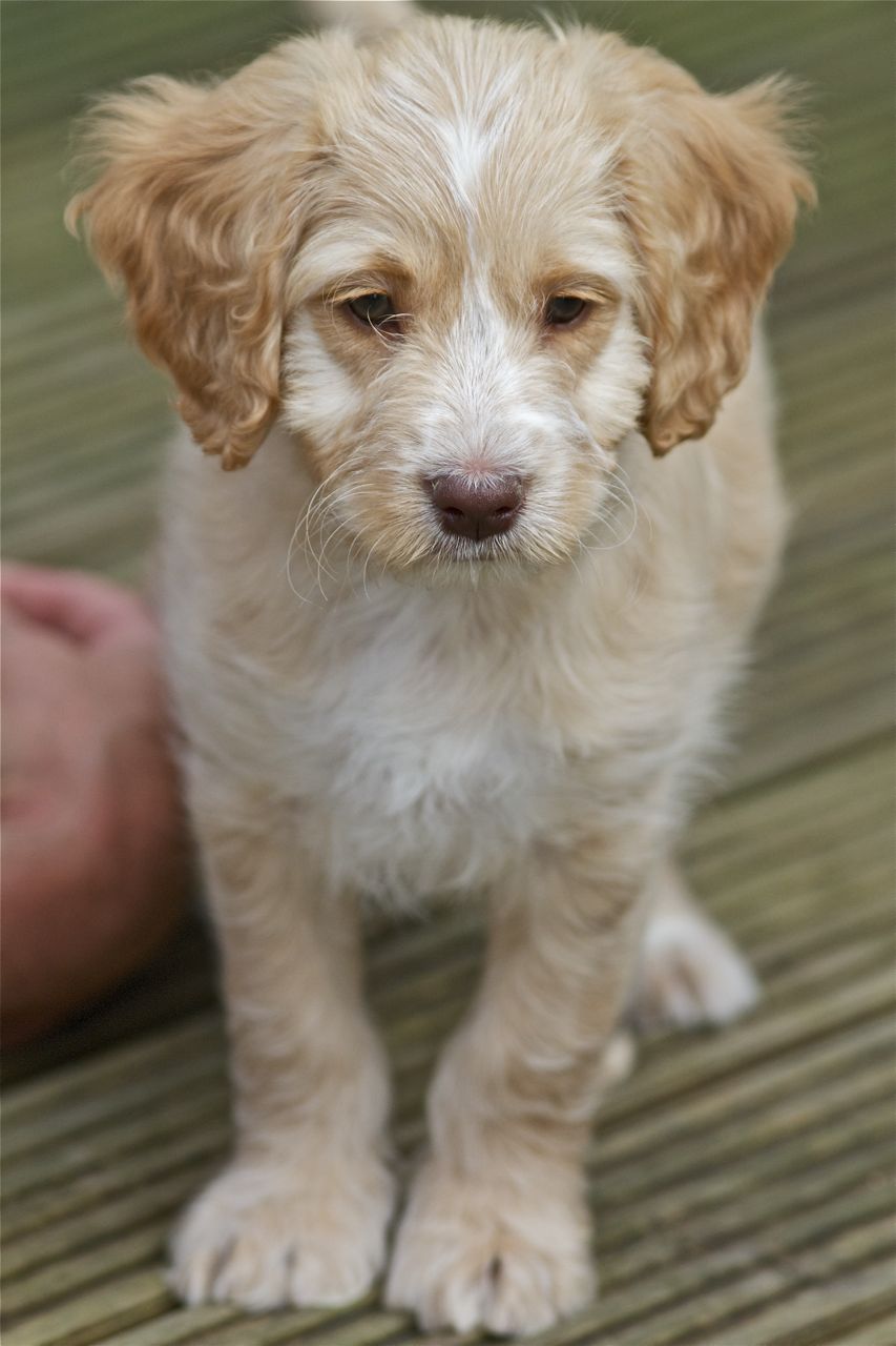 Jukee Doodles : Puppy Gallery