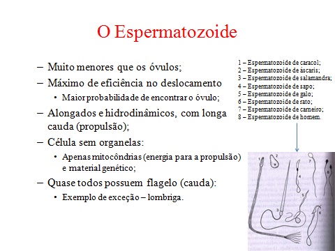 E.E.Profa. Castinauta de Barros Mello e Albuquerque - Onde a internet ...