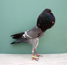 High flying Pigeon: fancy piegon