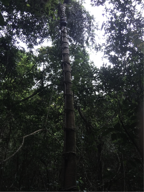 Learning to Live Peace: Tapping Kithul Palm