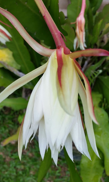 Warisan Petani: Pokok Bunga Bakawali