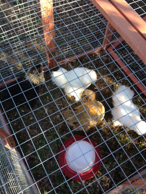 Real Life Chickens: Chickens.....