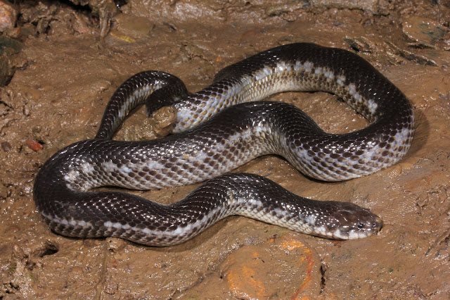 Ular Asli Indonesia: Fordonia leucobalia