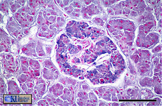 Ardia's Poetry: Jaringan Epithel Histologi