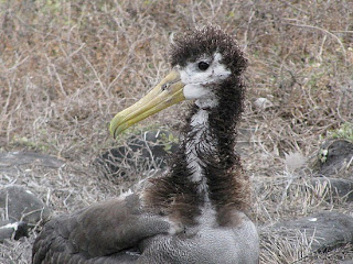 Zoo Animals: Funny Albatross