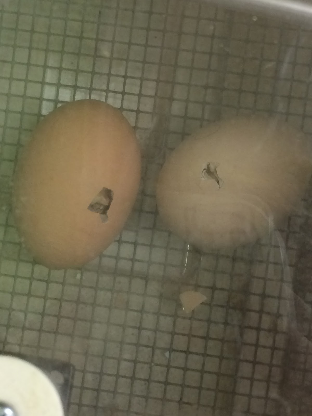 Miss Stetson's Classroom: Hatching Chickens in the Classroom
