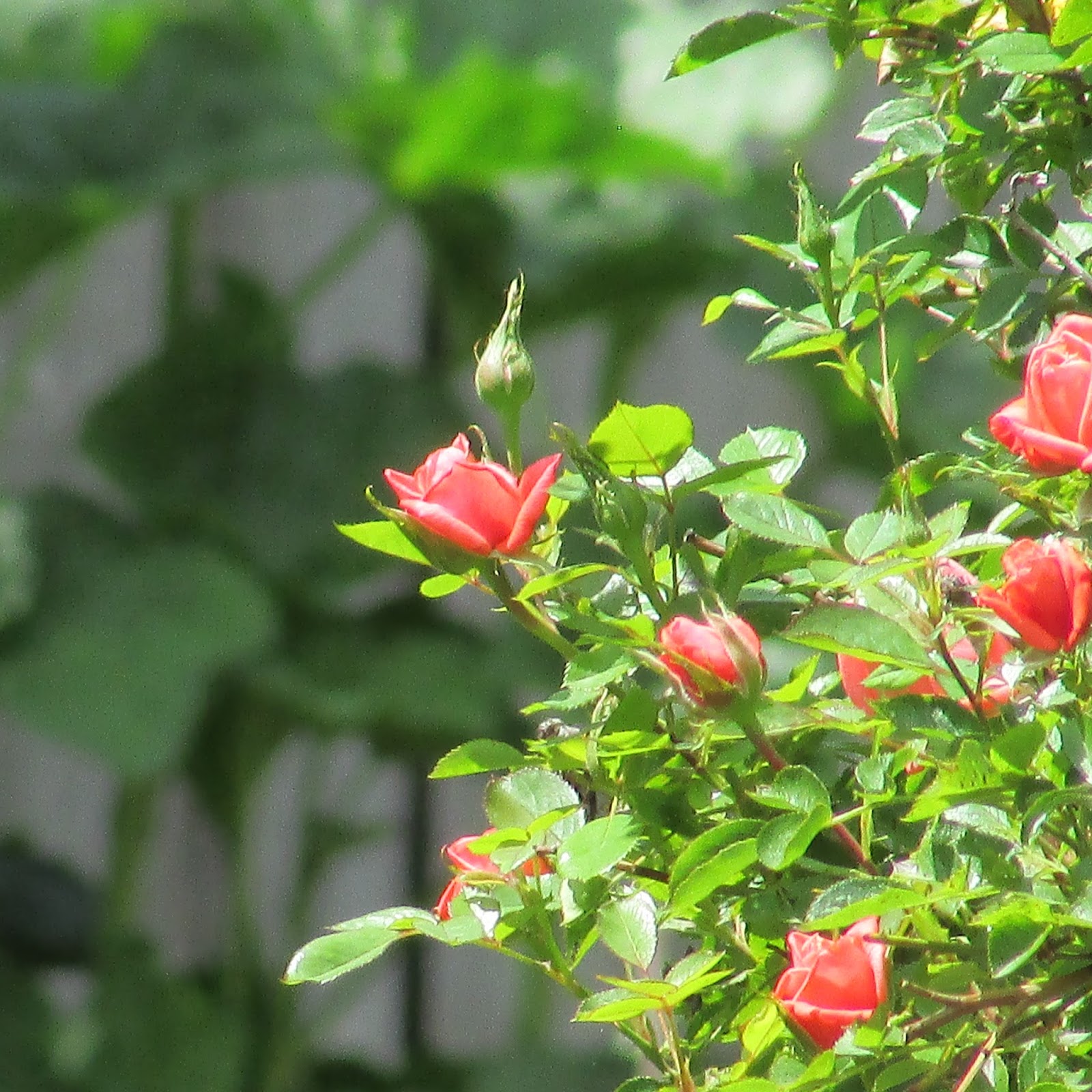 ATTIC CLUTTER: my big rose bush