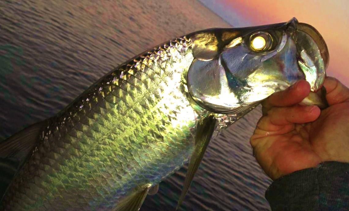 On Foot Angler: From Henry @ Snook-Nook - Jensen Beach