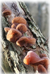 BOTA BUJQËSORE : September 2014