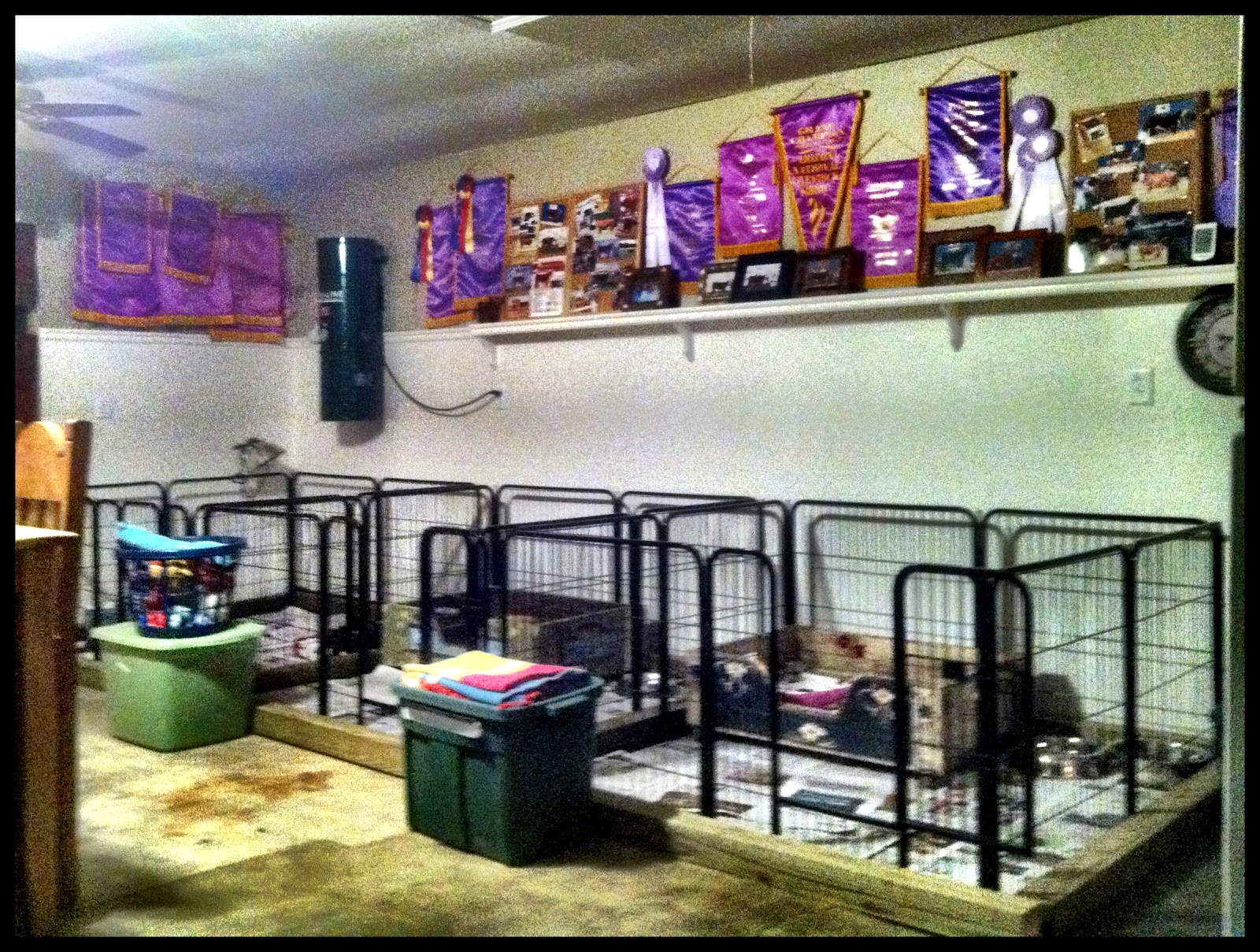 Mrs. G's Corgi Camp: The Puppy Room