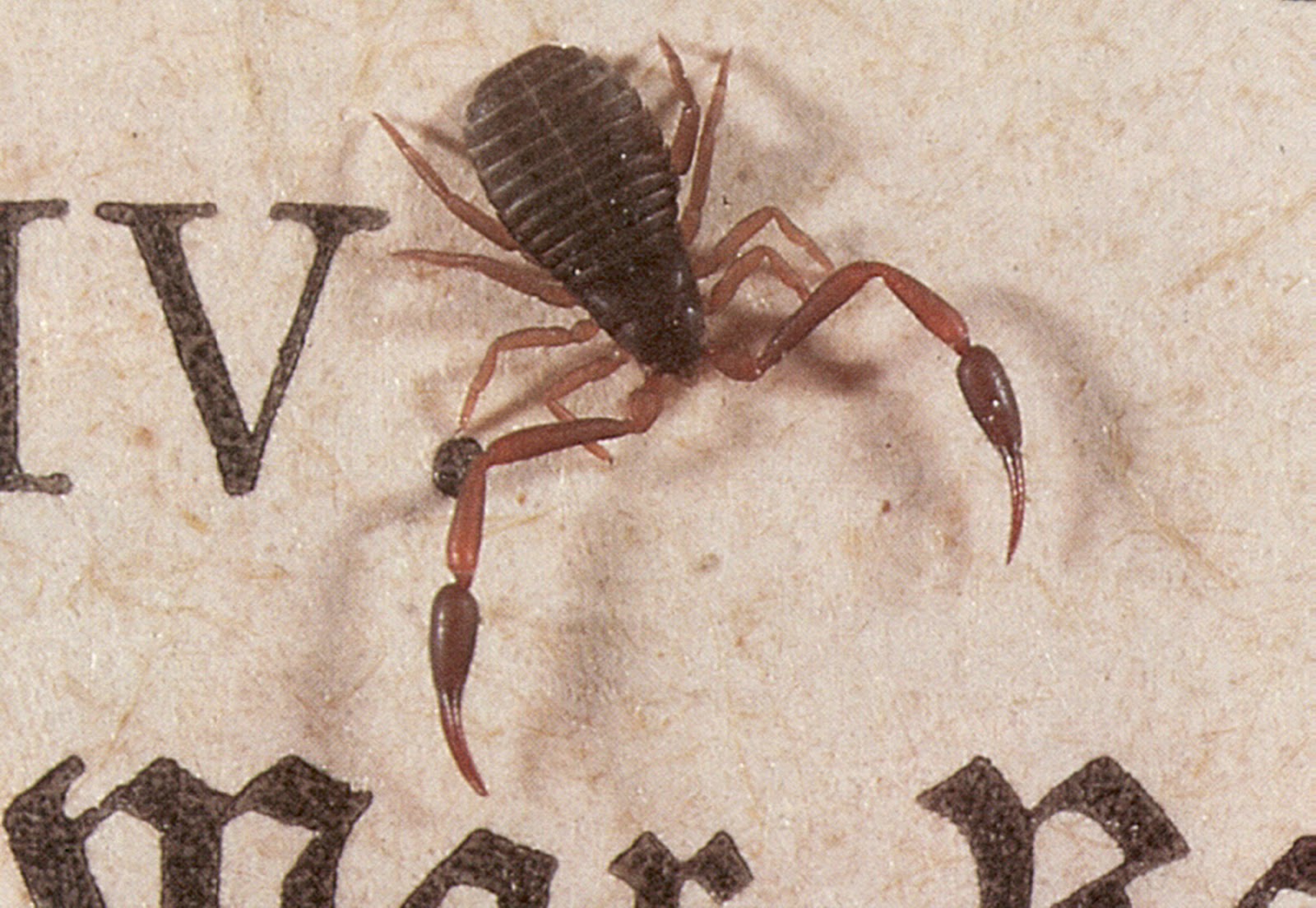 Flora Urbana: Chelifer cancroides, pseudoscorpion de salon