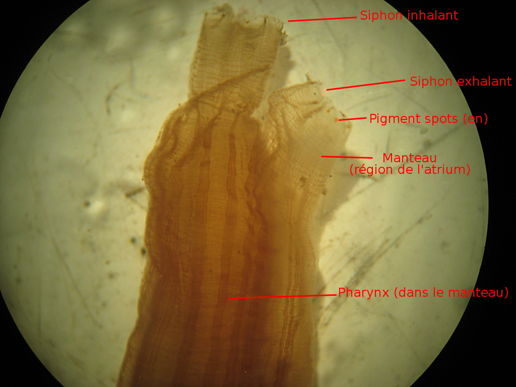 Bio-Éco UQTR - Laboratoires: février 2012