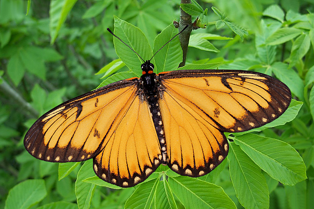 Acraea issoria DATASHEET | BugsAlive