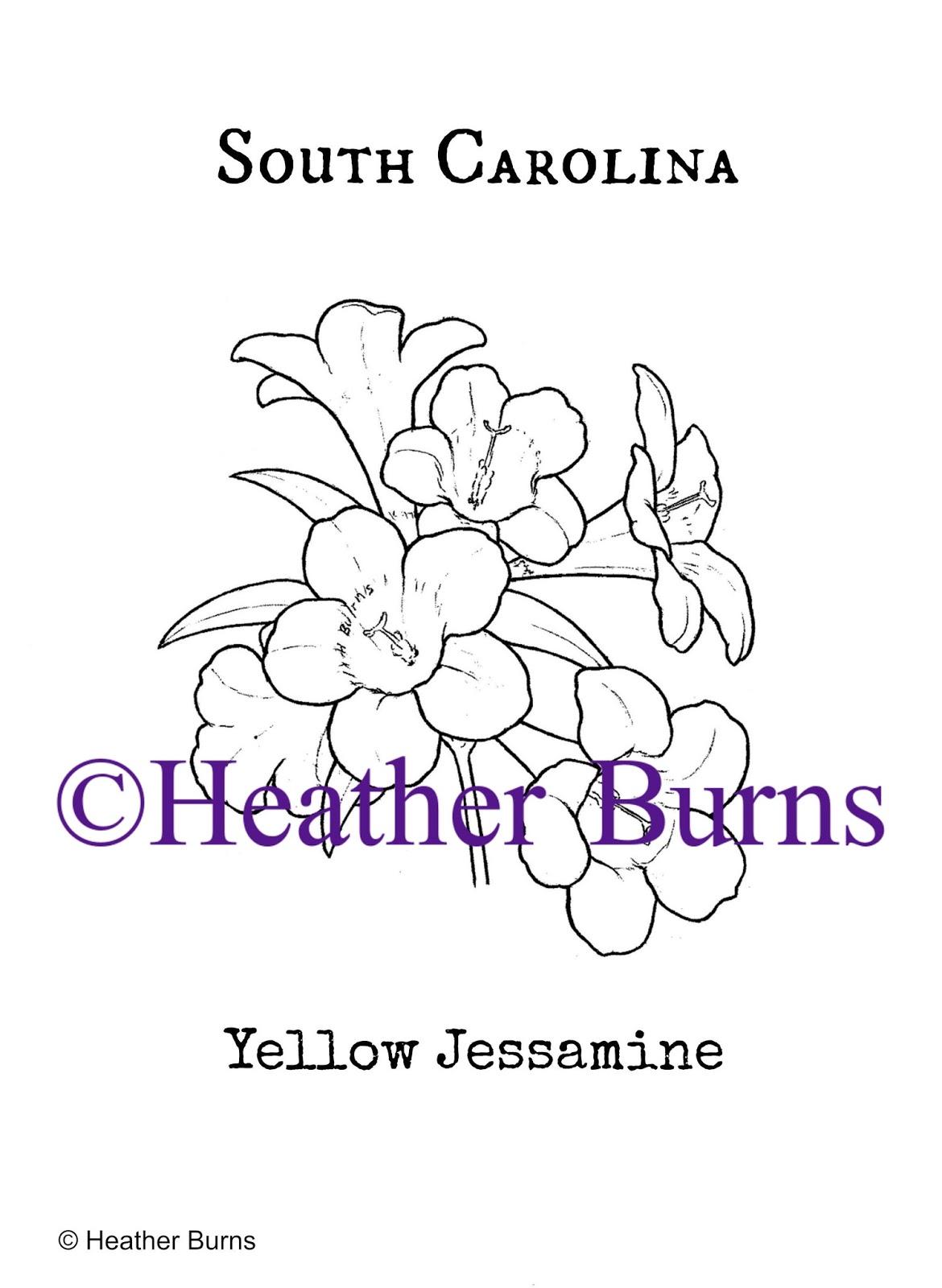 State Flower Coloring Book: South Carolina State Flower: Yellow Jessamine