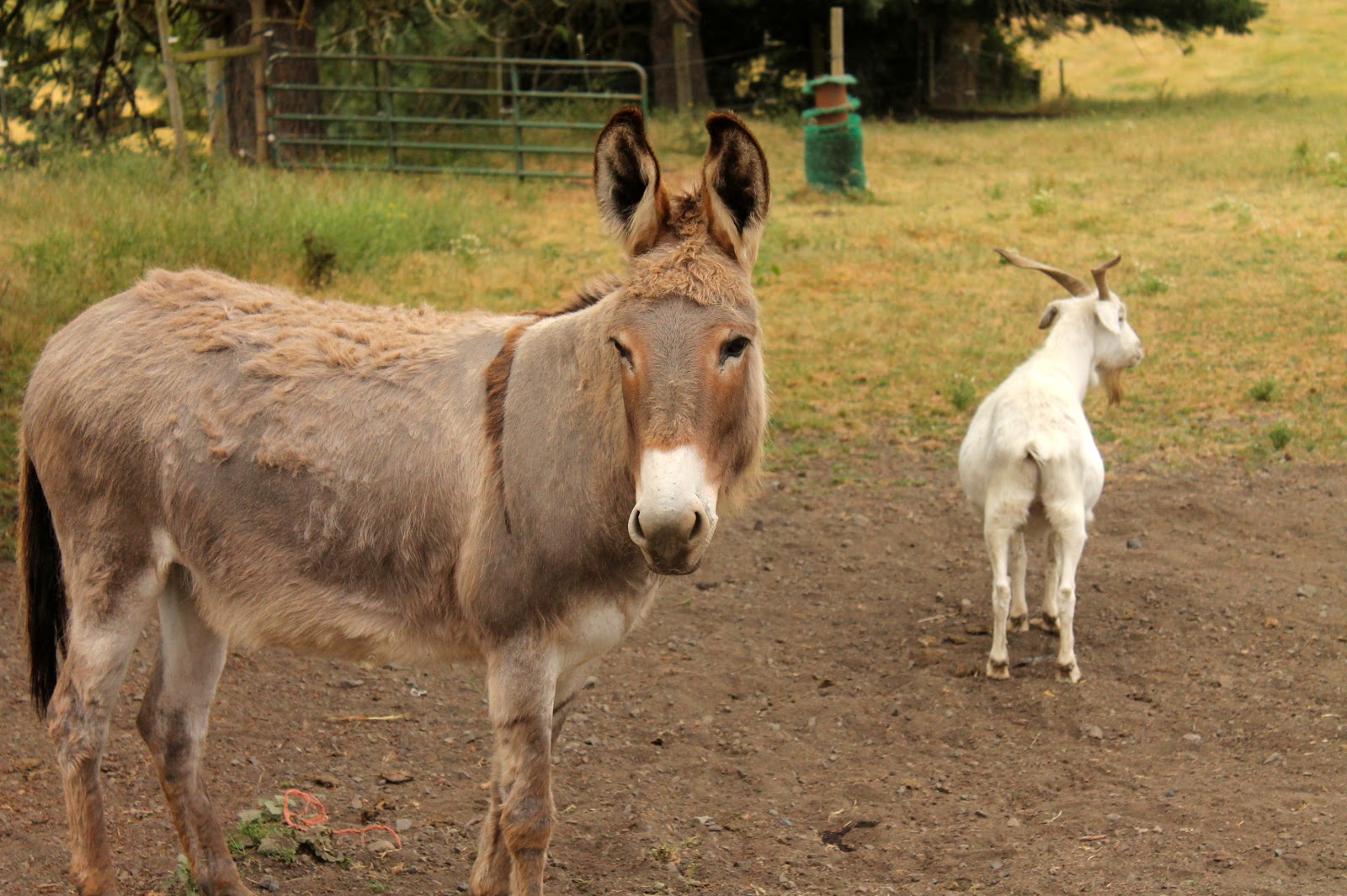 Rindy Mae: We Found A House!