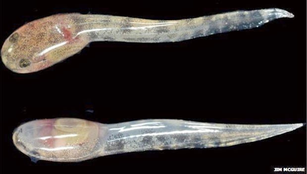 No Mar Profundo: Girinos