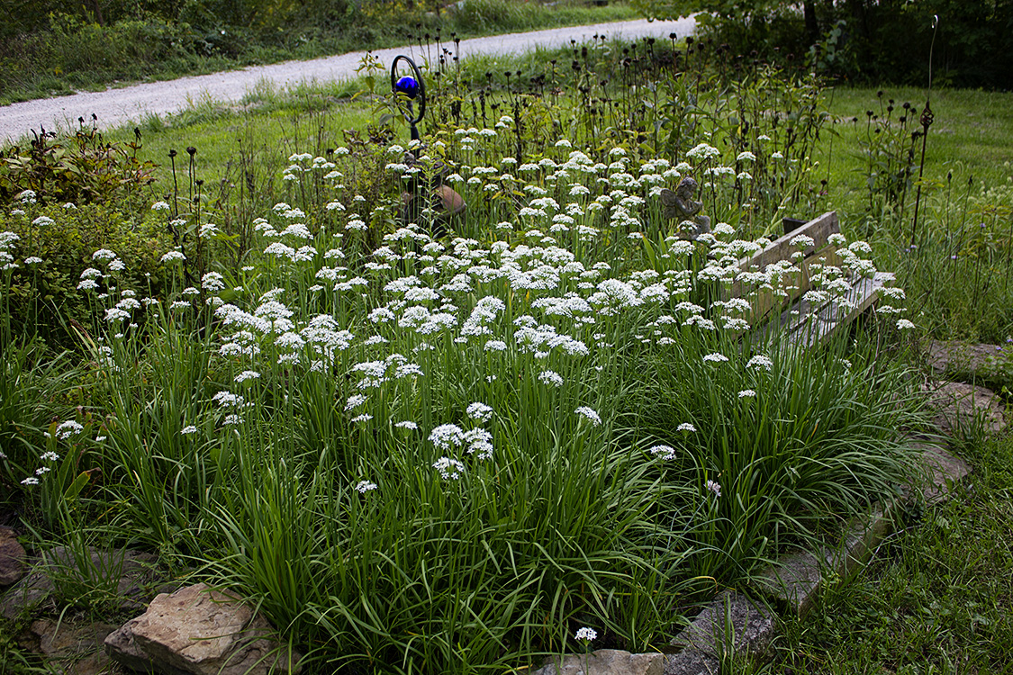 Rurification | Robin Edmundson: Garlic Chives