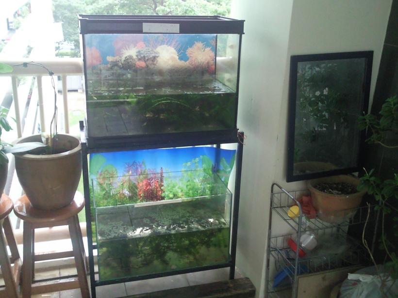 A Day In SG: Fishy Idea for an Outdoor Aquarium to House Tropical Fishes