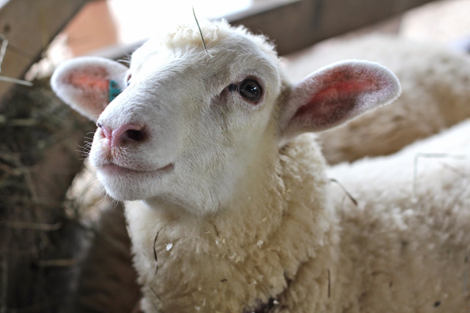 ΑΓΡΟΤΙΚΕΣ ΕΥΚΑΙΡΙΕΣ: Νέος κτηνοτρόφος προτάσεις, λύσεις, χρηματοδότηση