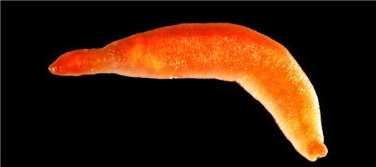 The Aculiferan Hunter: 2014