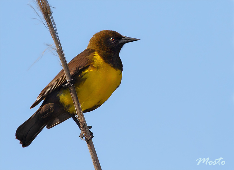 AVES NUESTRAS: PECHO AMARILLO COMUN