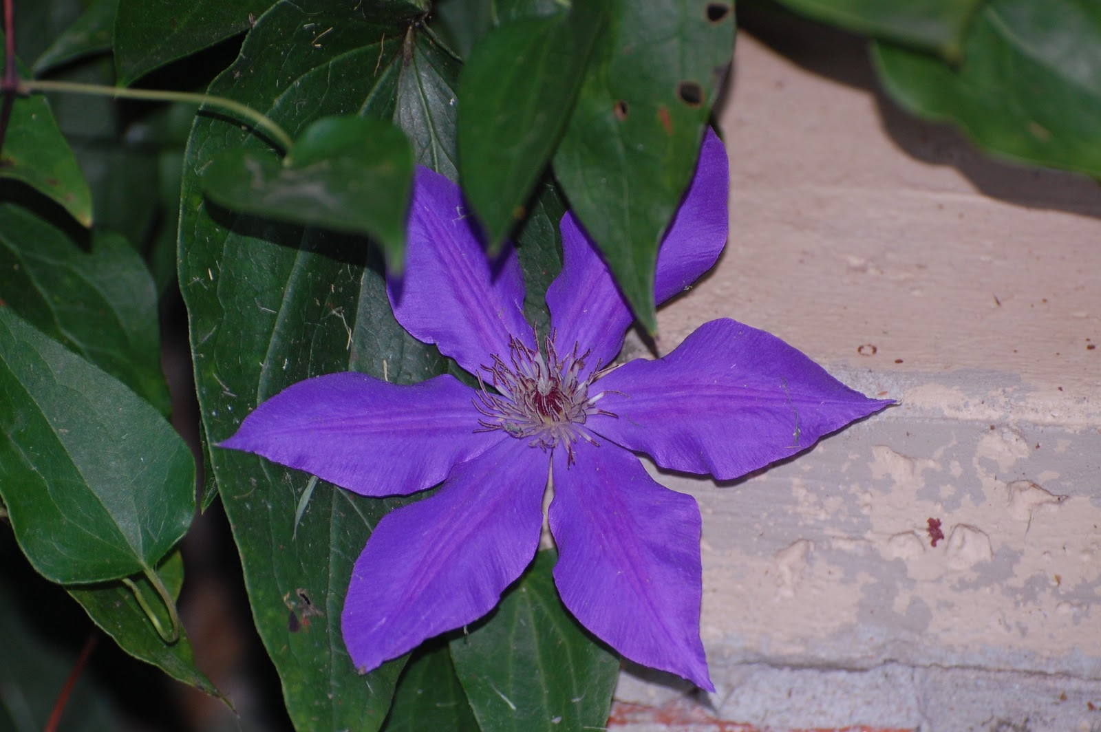 CedarBerry: Between Rocks and Roots