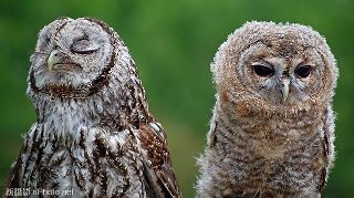 Relatos del Andurrial -inicio-: La Buha encontró al anhelado buho.