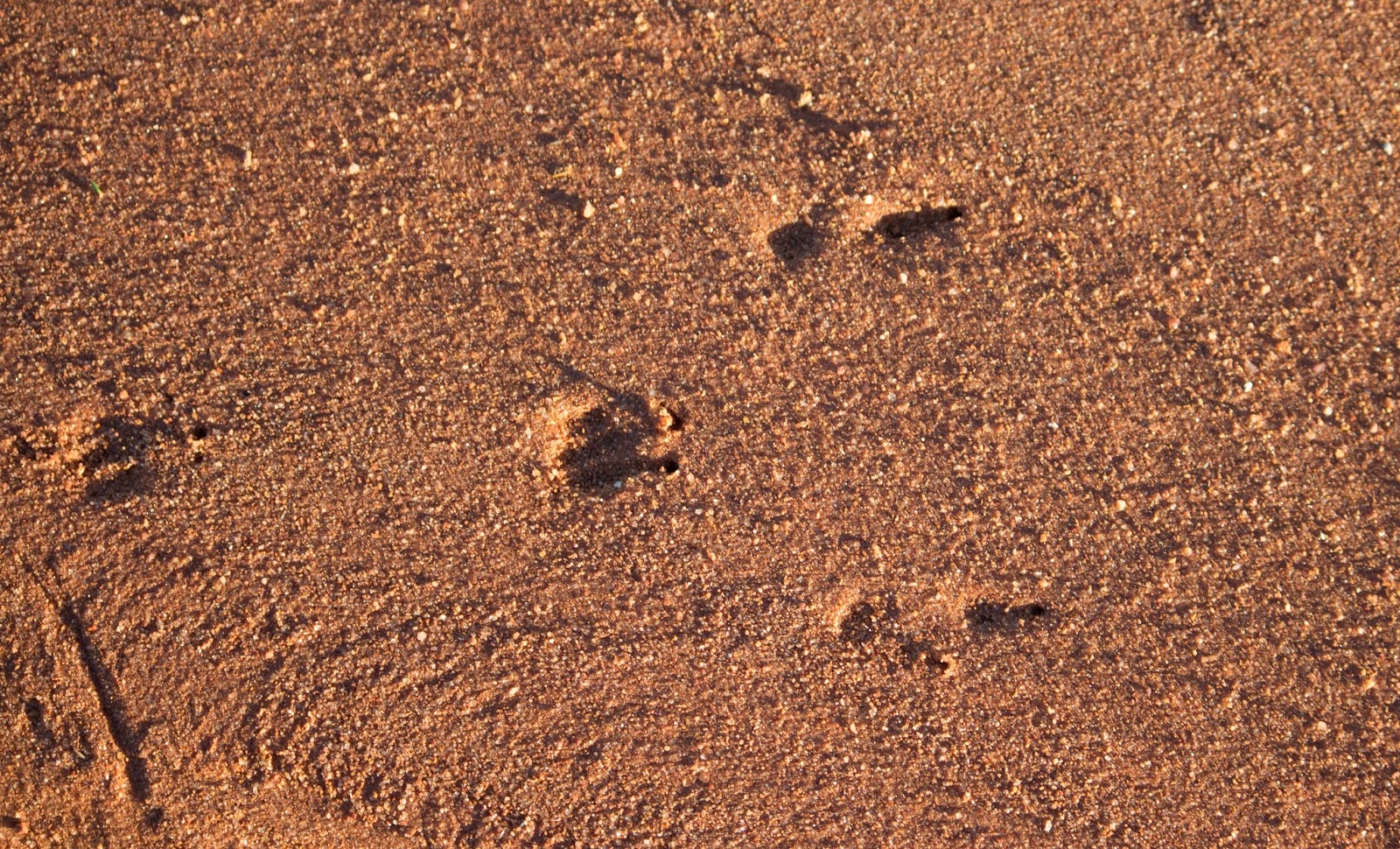 The Twitching Diaries: Bilby Blog