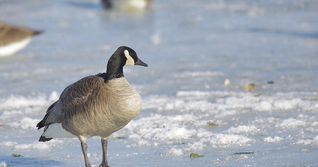 Nature Nuggets: Waterbird photo ops