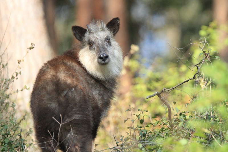 TVL: ANIMAL DA SEMANA - Serow japonês