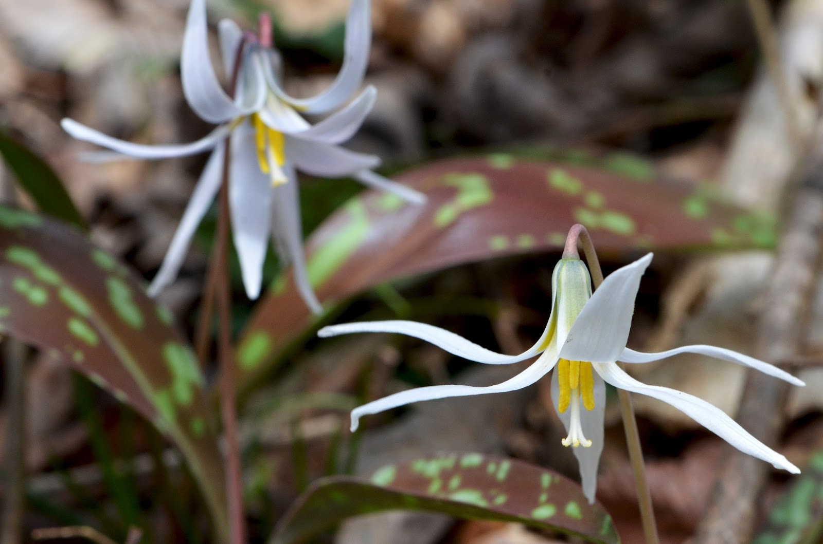 The Kentucky Nature Blog: Early Spring Wildflowers at Floracliff Nature ...