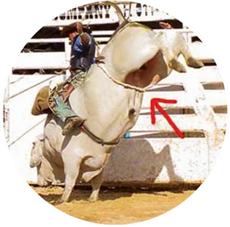 DJ TIAGUINHO RODEIO: CURIOSIDADES