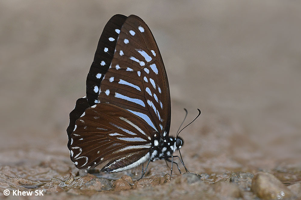 Butterflies of Singapore: A Bornean Adventure : Part 2