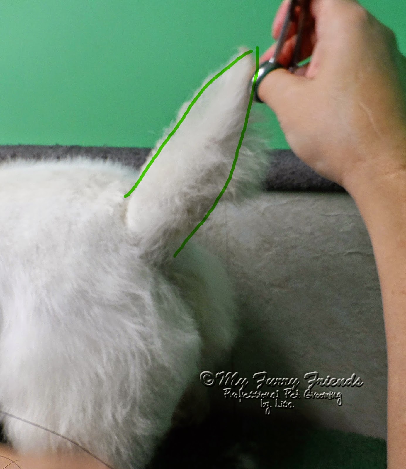 Pet Grooming: The Good, The Bad, & The Furry: Tails, Tails, and More Tails