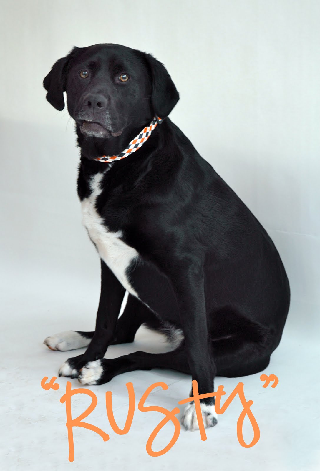 Preppy Puppies: Preppy Photo Shoot